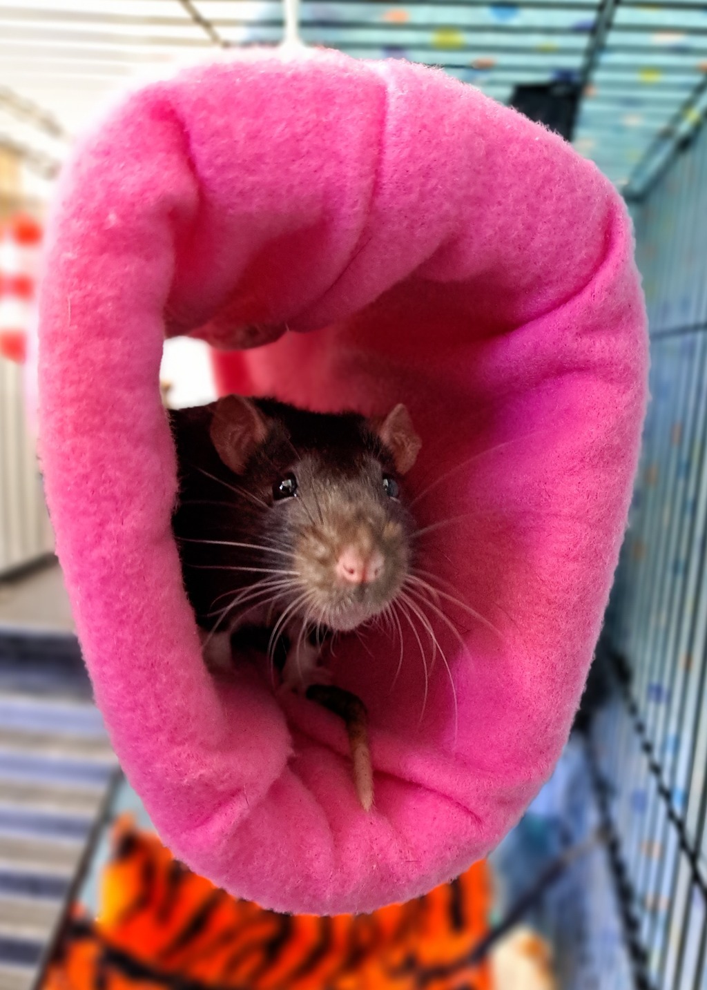 Warlock - Male Rat Mix Rodent in ACT - PetRescue