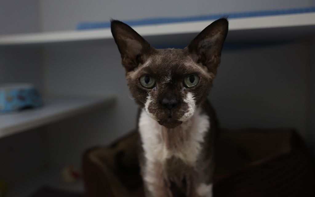 Pudding - Male Devon Rex Mix Cat in VIC - PetRescue