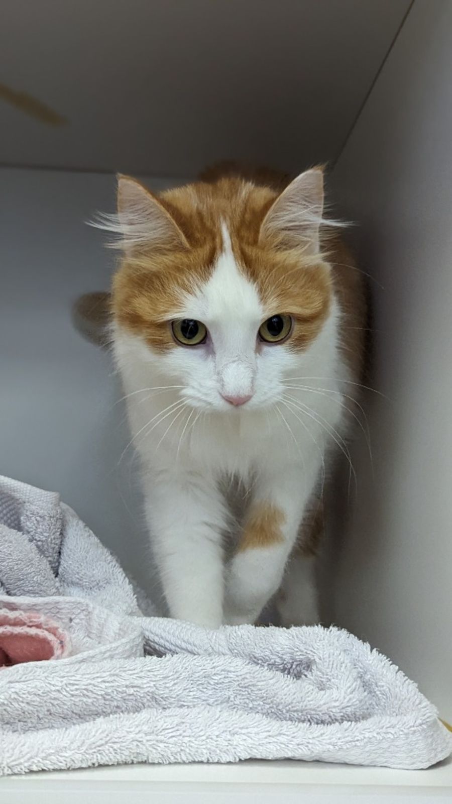 Biscoff - Female Domestic Medium Hair Cat in VIC - PetRescue