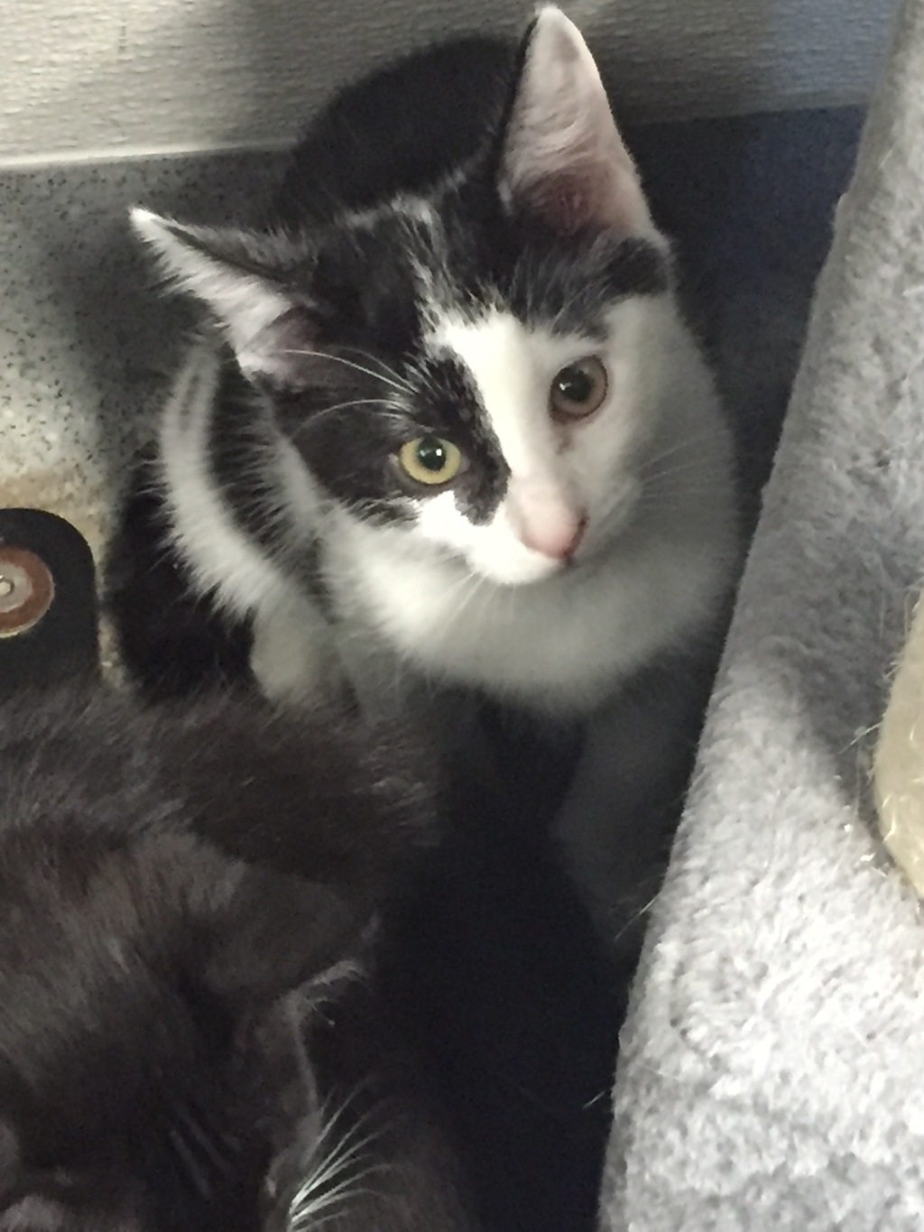 Dixie - Male Domestic Short Hair Mix Cat in VIC - PetRescue
