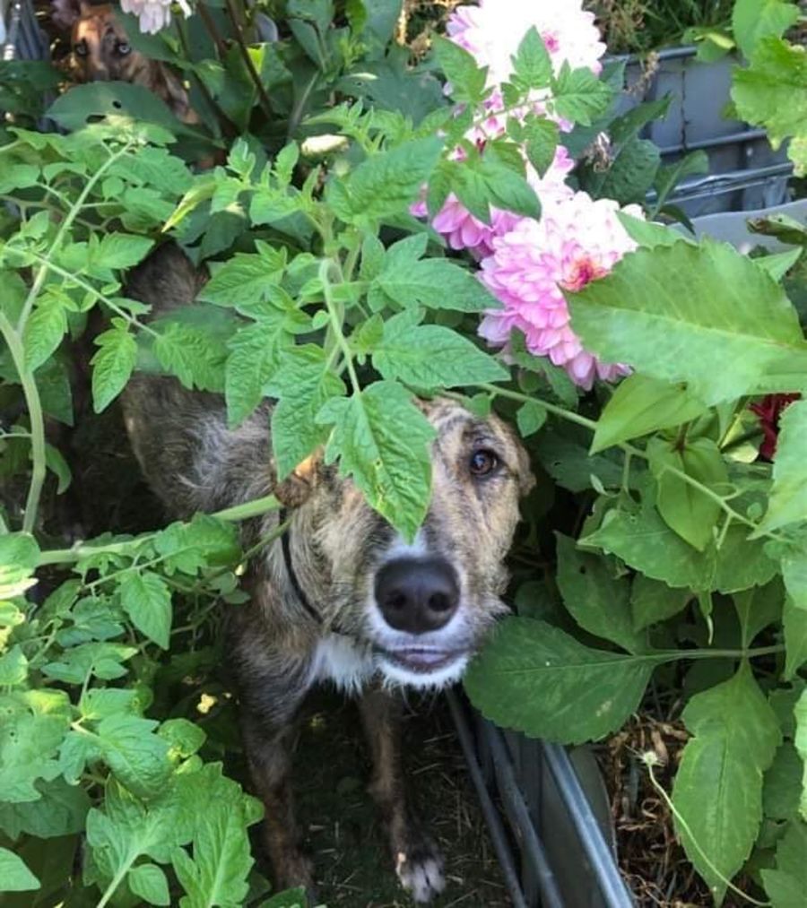 Misty - Large Female Staghound Dog in VIC - PetRescue