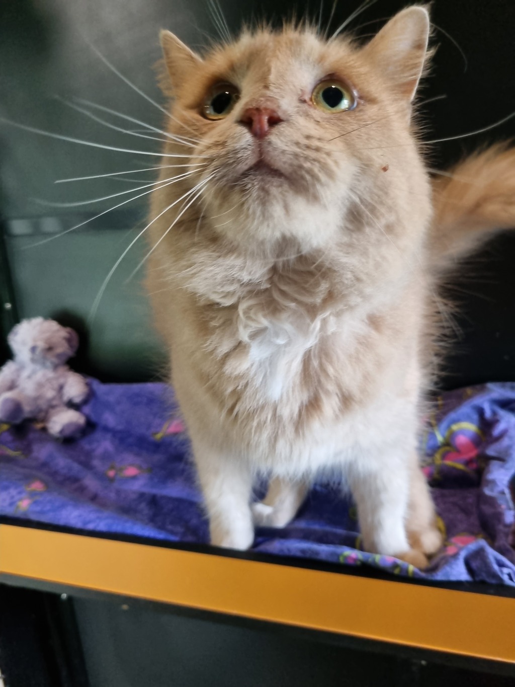 Wombat - Male Domestic Medium Hair Mix Cat in QLD - PetRescue