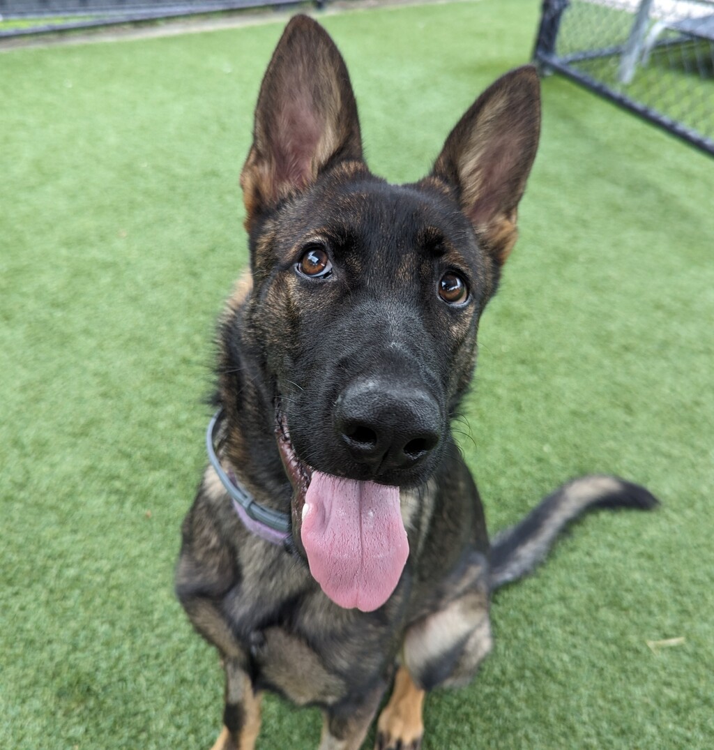 Kayla - Medium Female German Shepherd Mix Dog in QLD - PetRescue