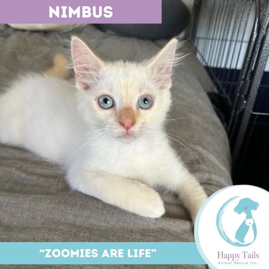 Nimbus - Male Ragdoll Cat in QLD - PetRescue