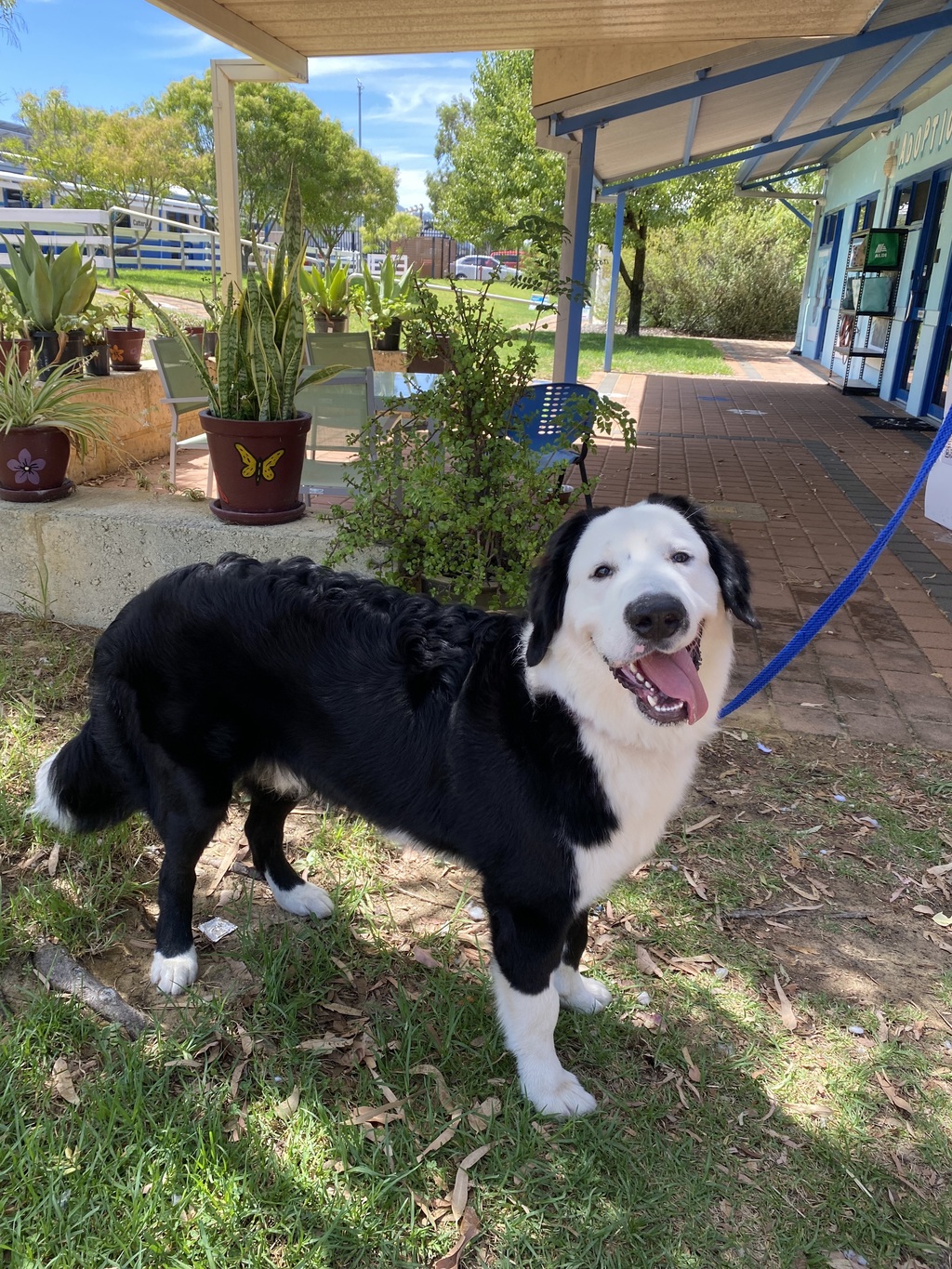 Snoopy - Large Male Bernese Mountain Dog x Labradoodle Mix Dog in WA ...