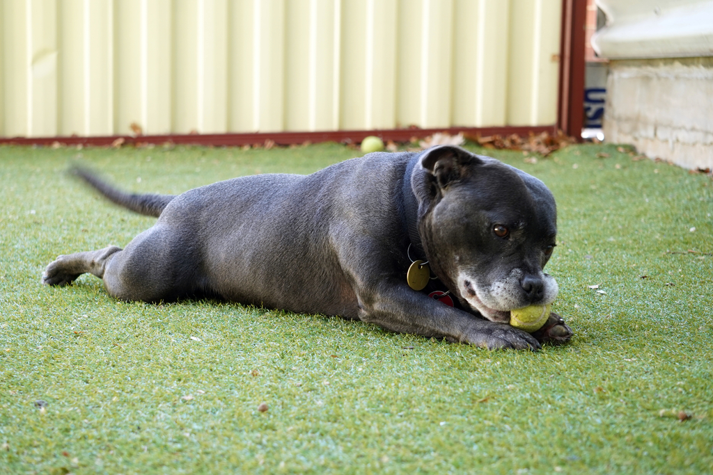 Gus - Medium Male English Staffy Mix Dog in VIC - PetRescue