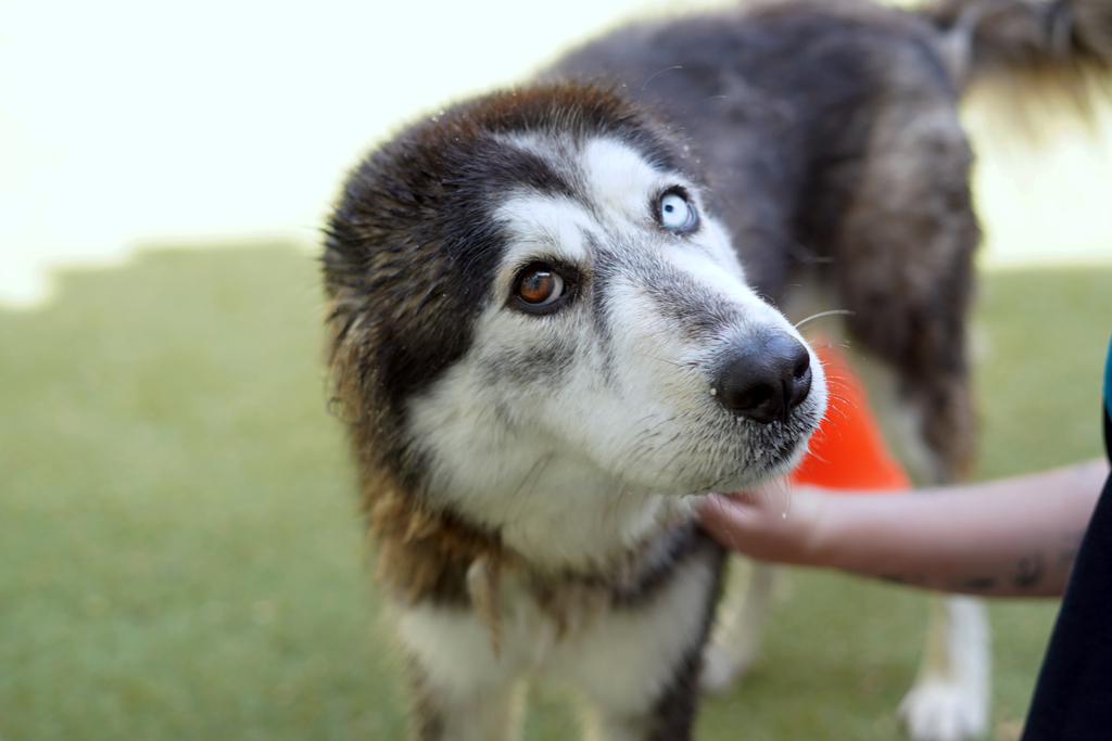 Willow - Large Female Maremma Sheepdog x Siberian Husky Mix Dog in VIC ...