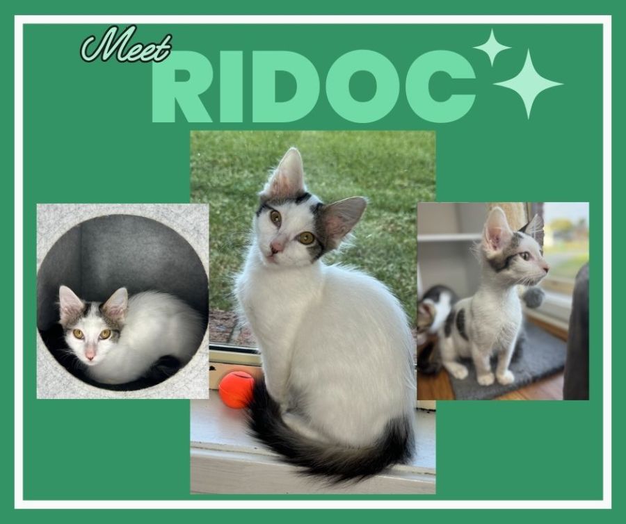 Ridoc - Male Domestic Medium Hair Cat in NSW - PetRescue