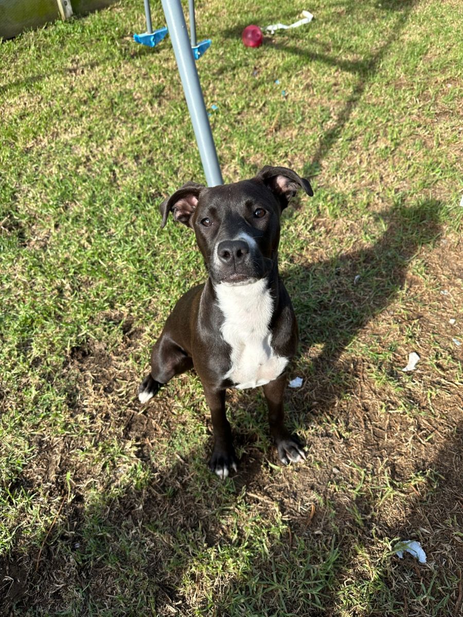 Rory - Medium Female Staffy x Kelpie Dog in NSW - PetRescue