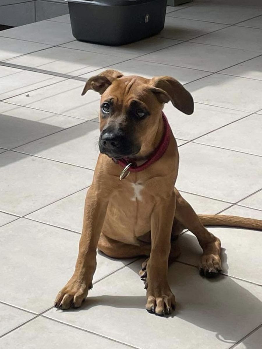 Ariel - Large Female Boxer x Rottweiler Dog in NSW - PetRescue