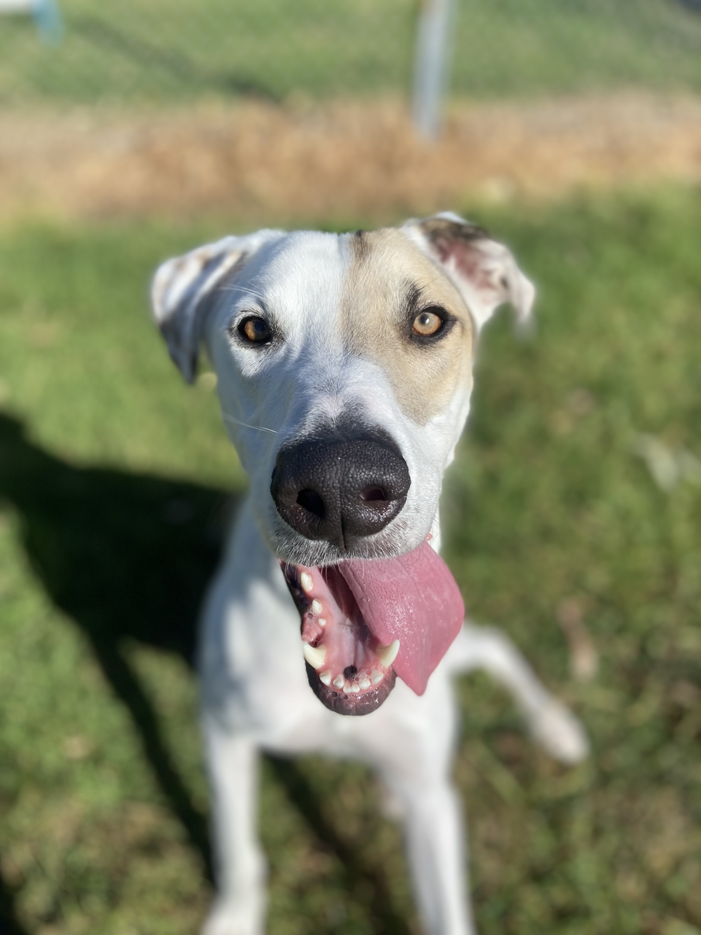 Sammy - Medium Male Staghound Dog in VIC - PetRescue