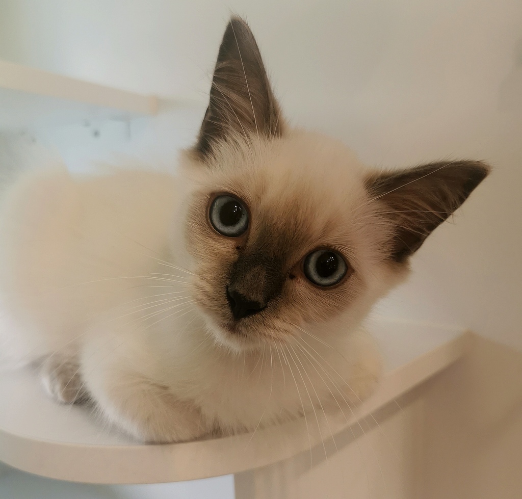 Bluey - Male Ragdoll Mix Cat in QLD - PetRescue