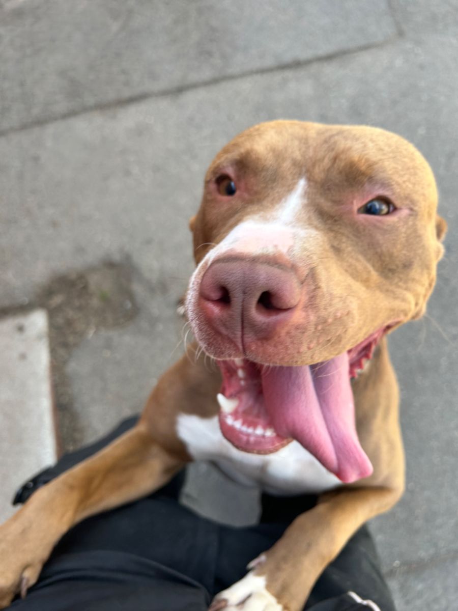 Angel - Large Female Staffy Mix Dog in VIC - PetRescue