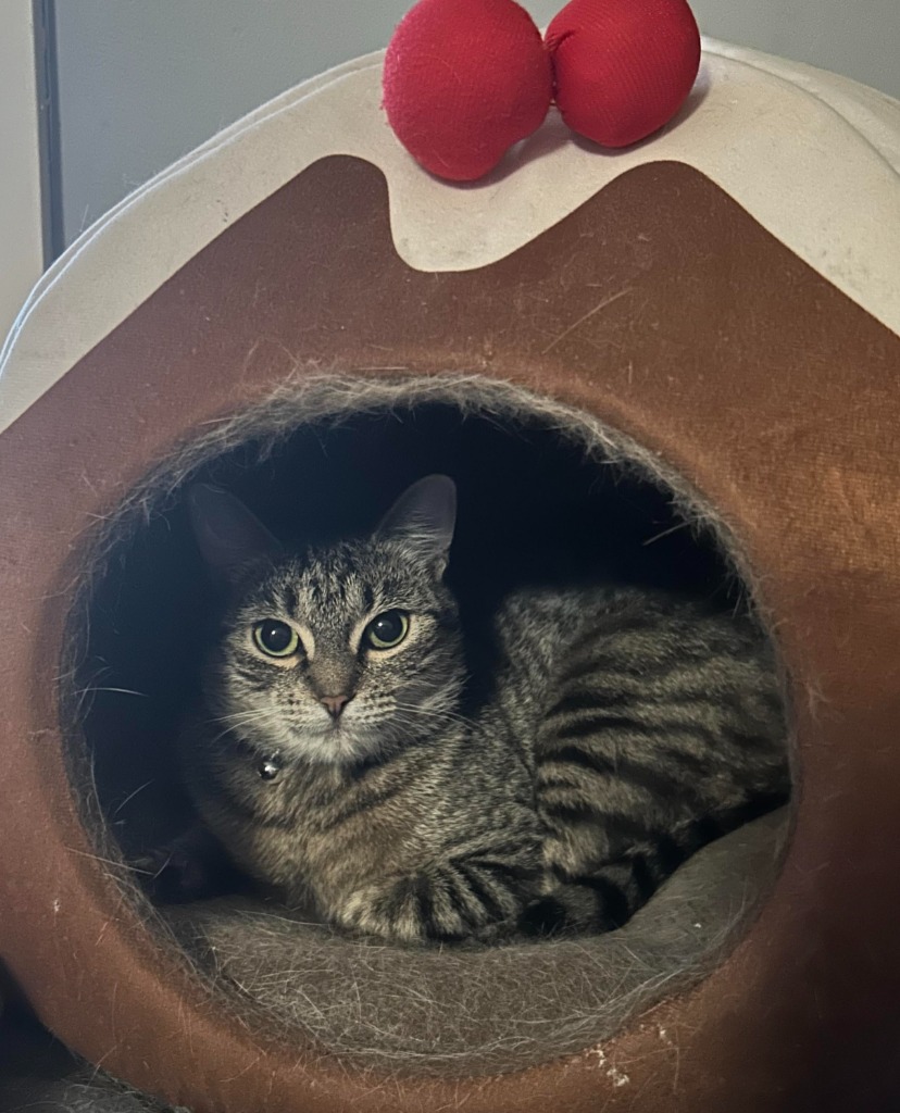 Squeak - Female Domestic Short Hair (DSH) Mix Cat in VIC - PetRescue