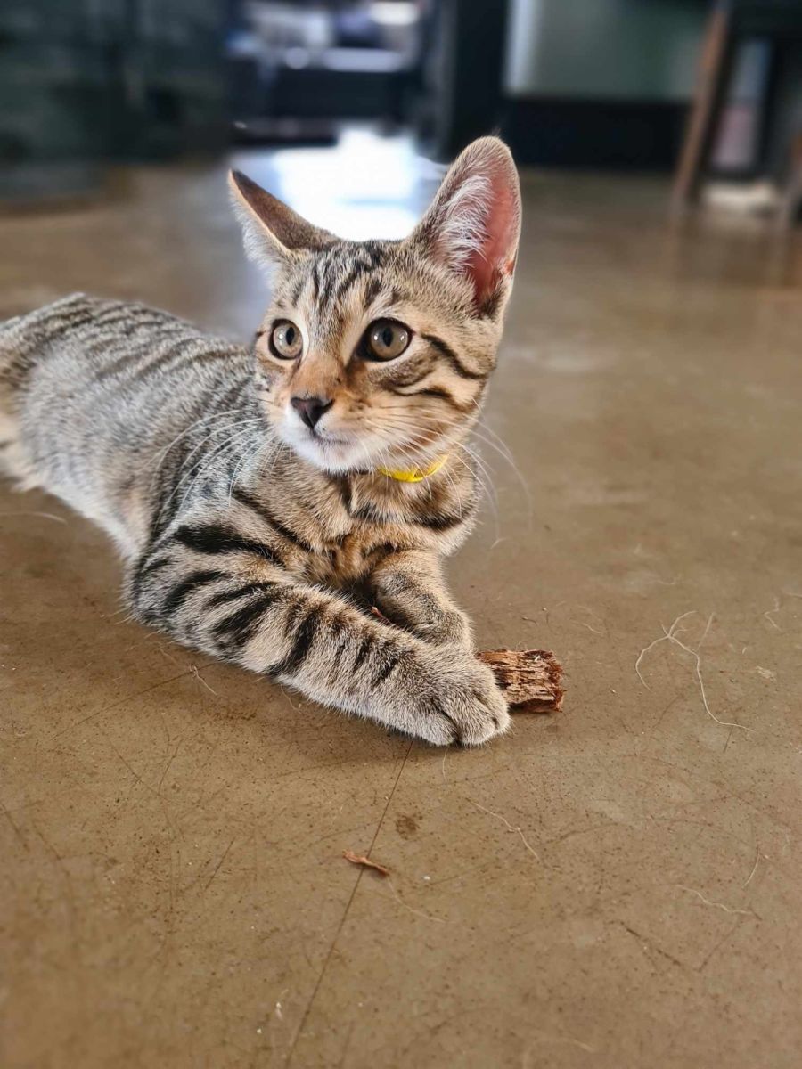 Twix - Female Domestic Short Hair Cat in VIC - PetRescue