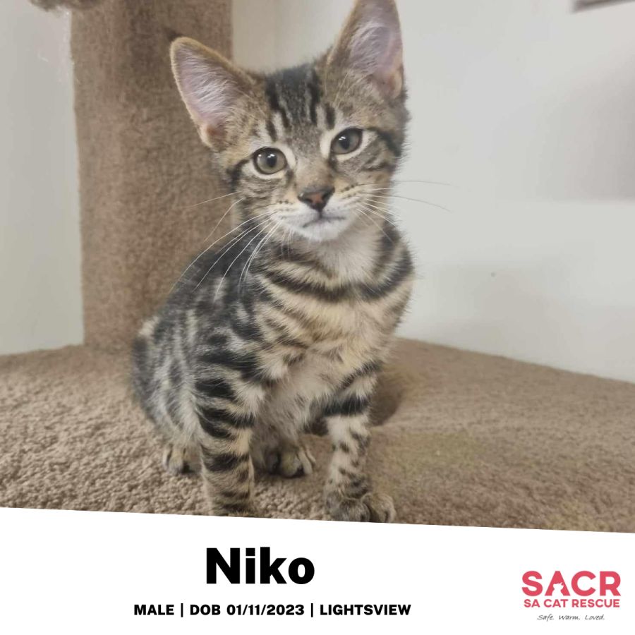Niko - Male Domestic Short Hair Cat in SA - PetRescue