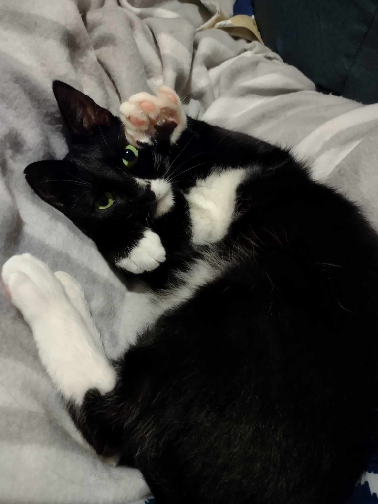 Peri Peri - Female Domestic Short Hair Cat in VIC - PetRescue