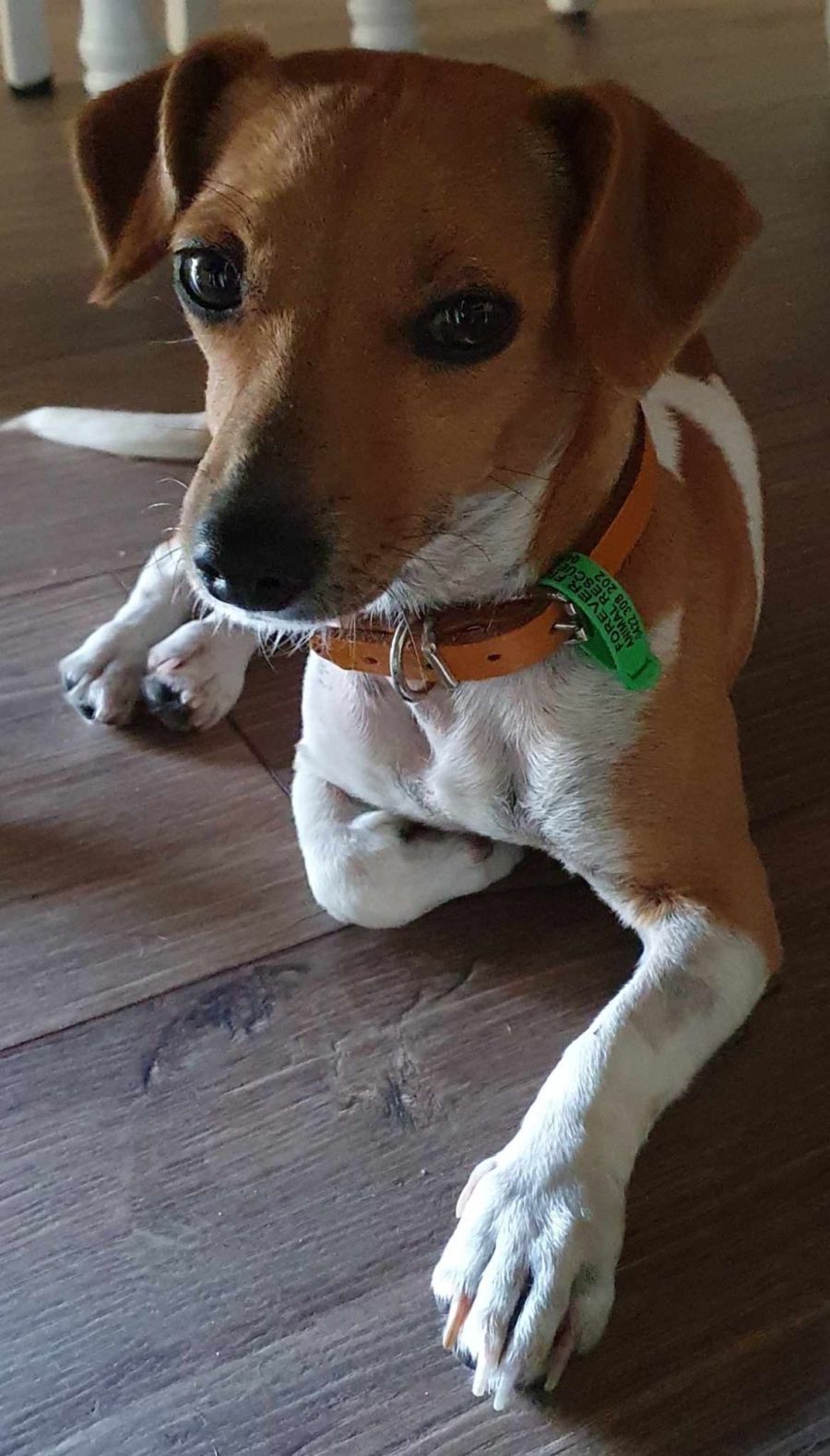 Pip - Small Female Jack Russell Terrier Dog in VIC - PetRescue