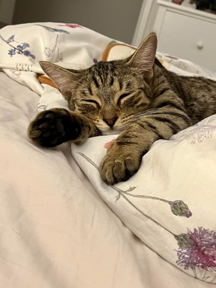 The Heartwarming World of Pet Fostering: A Conversation with Jen ...