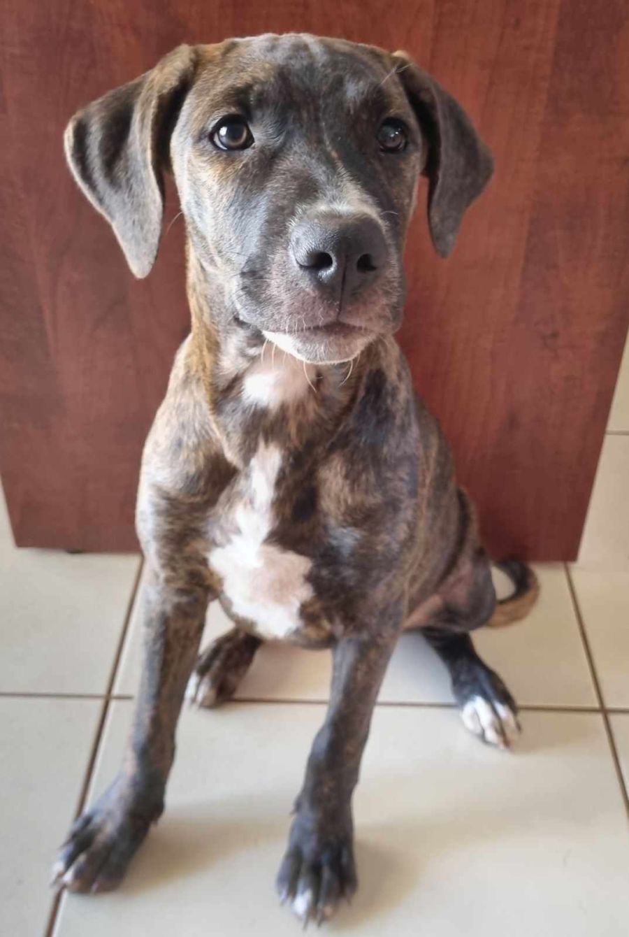 Beatrix - Medium Female Staffy Mix Dog in QLD - PetRescue