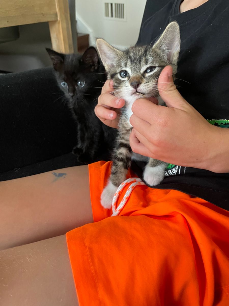 Prince Ali Meow Meow - Male Domestic Short Hair Cat in NSW - PetRescue