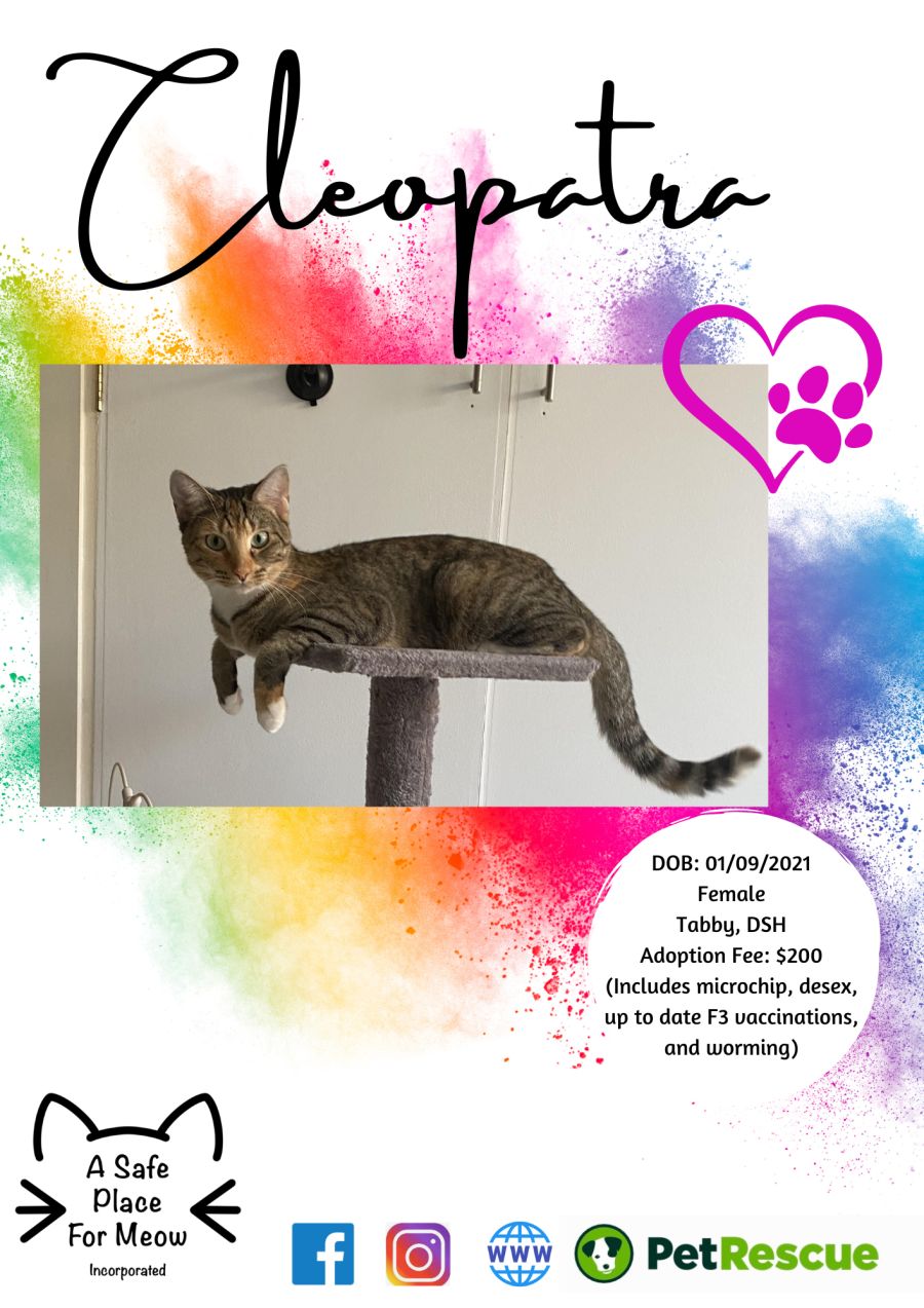 Cleopatra - Female Domestic Short Hair Cat in NT - PetRescue