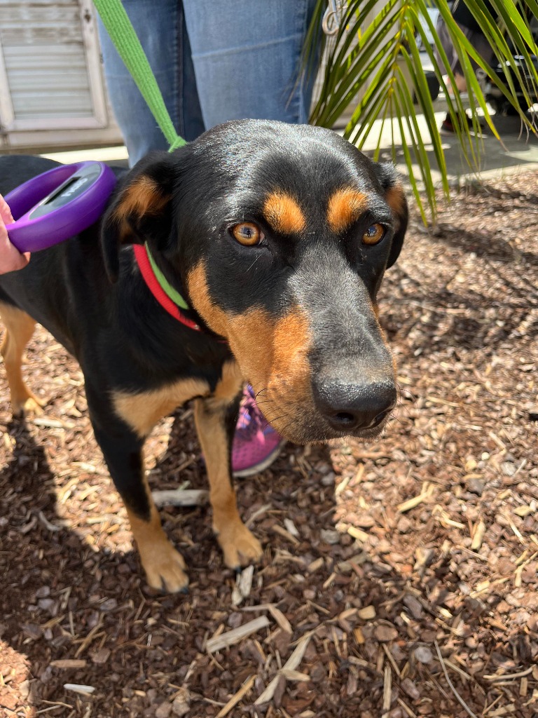 Rami - Medium Female Kelpie x Labrador Mix Dog in VIC - PetRescue