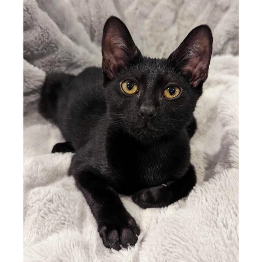 10453 - Ross - Male Domestic Short Hair Cat in WA - PetRescue