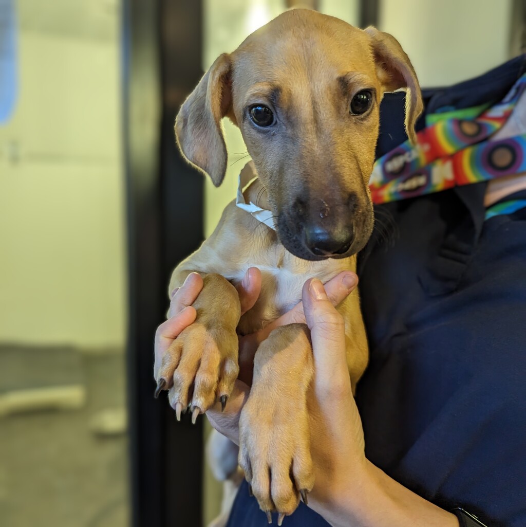 Yuki - Small Female Staghound Dog in VIC - PetRescue