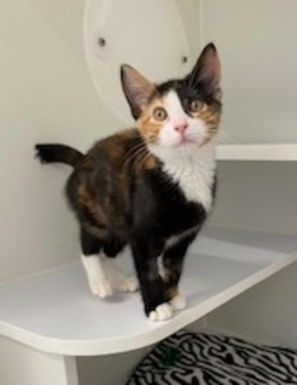 RSPCA Peninsula Victoria - PetRescue