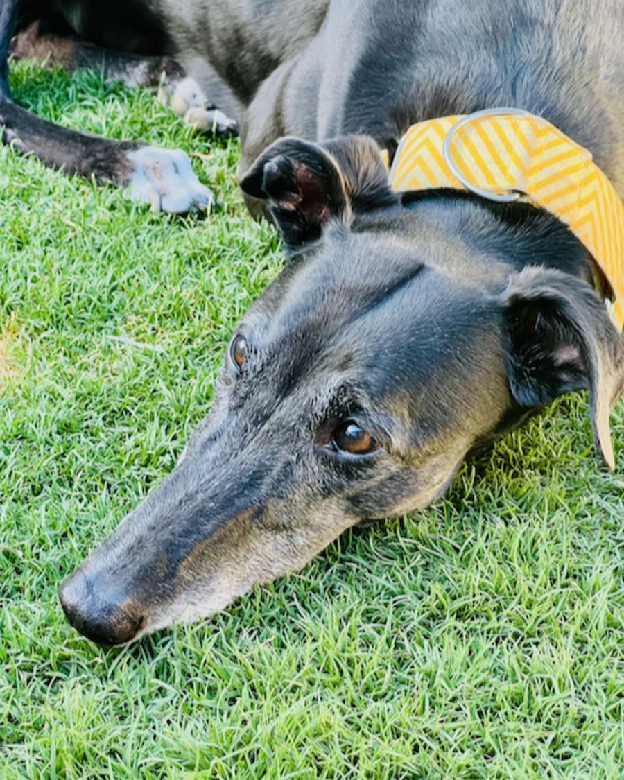 Emmy Lou - Large Female Greyhound Dog in VIC - PetRescue