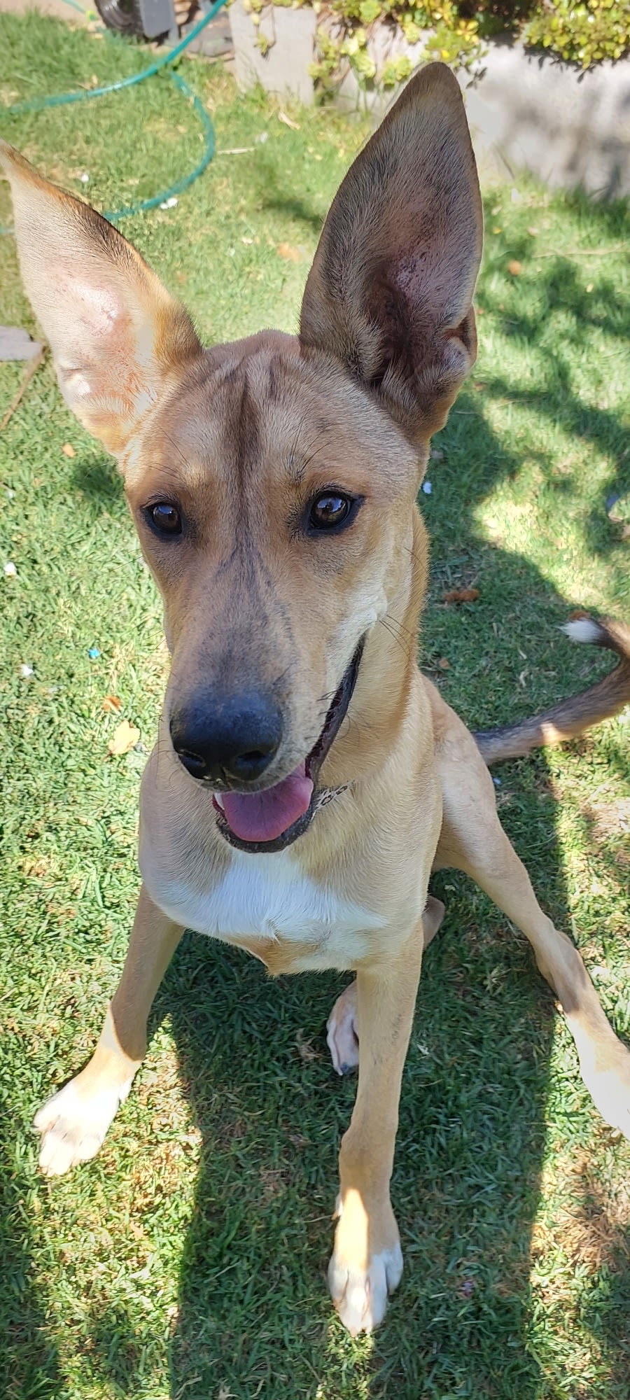 Bumi - Large Male Alaskan Malamute x Siberian Husky x Great Dane x ...