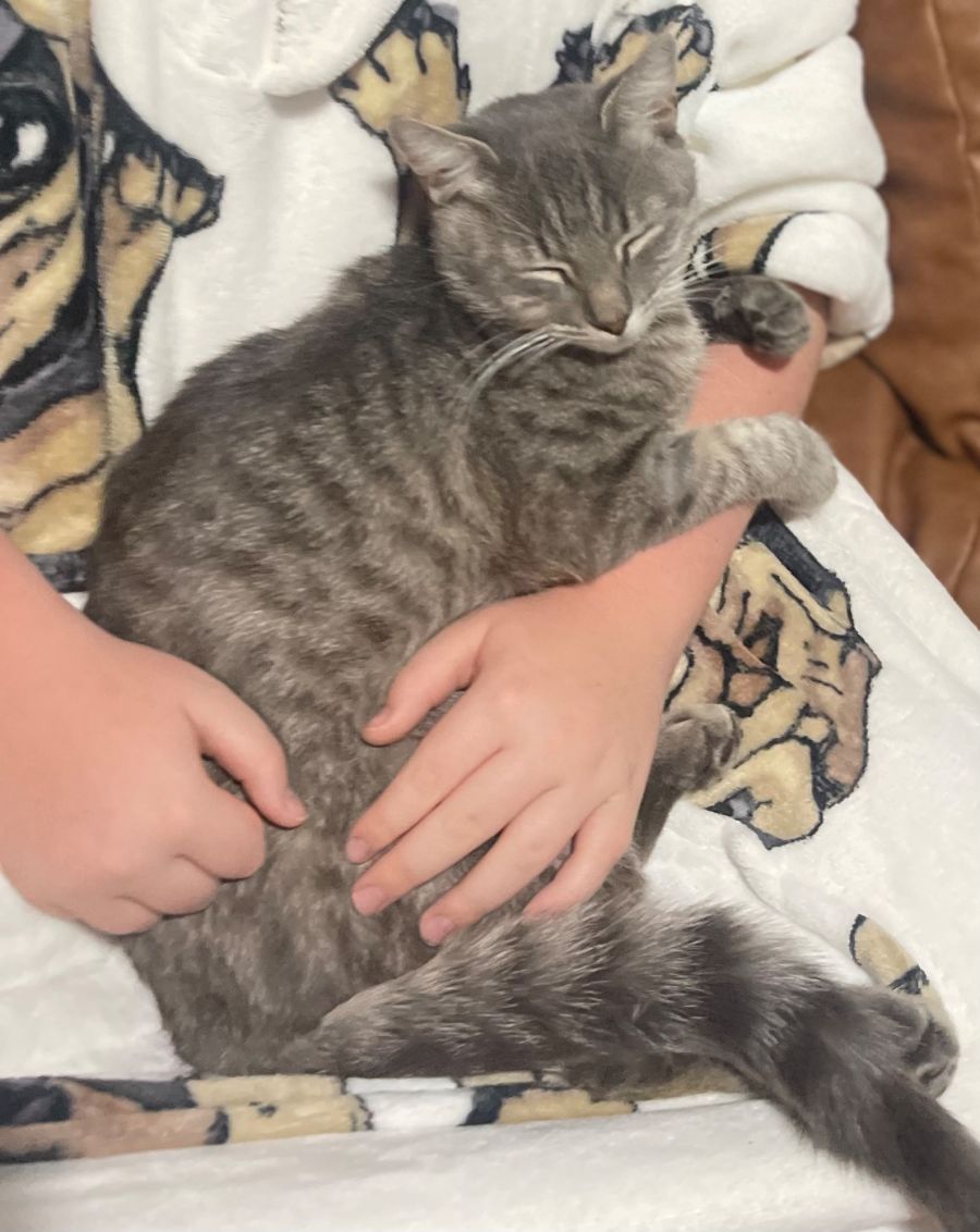 Mooshi - Male Domestic Short Hair Cat in VIC - PetRescue