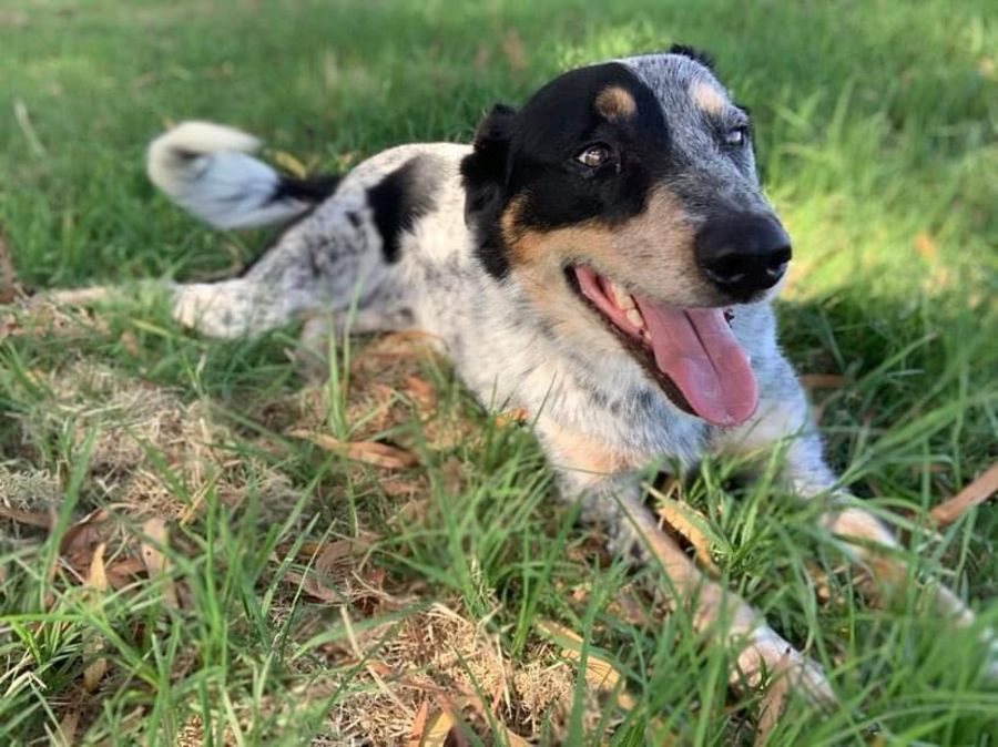 🍟 Chip C04837 🍟 - Medium Male Blue Heeler x Border Collie Mix Dog in ...