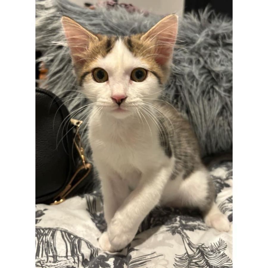 10319 - Amara - Female Domestic Medium Hair Cat in WA - PetRescue