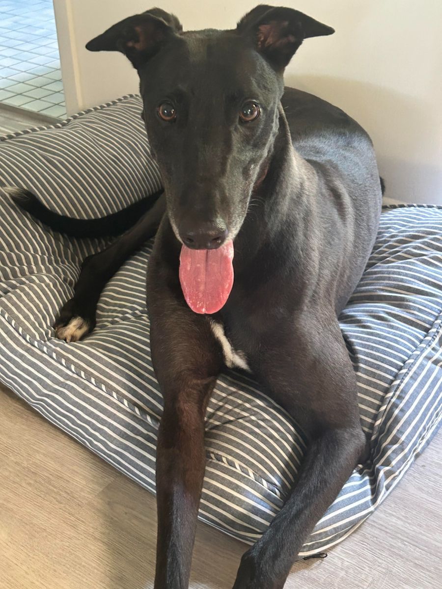 Genghis - Large Male Greyhound Dog in NSW - PetRescue
