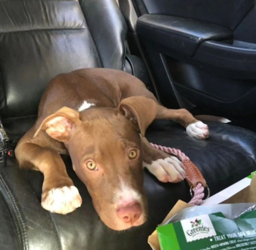 Djarri ️ - Large Female Amstaff Dog in VIC - PetRescue