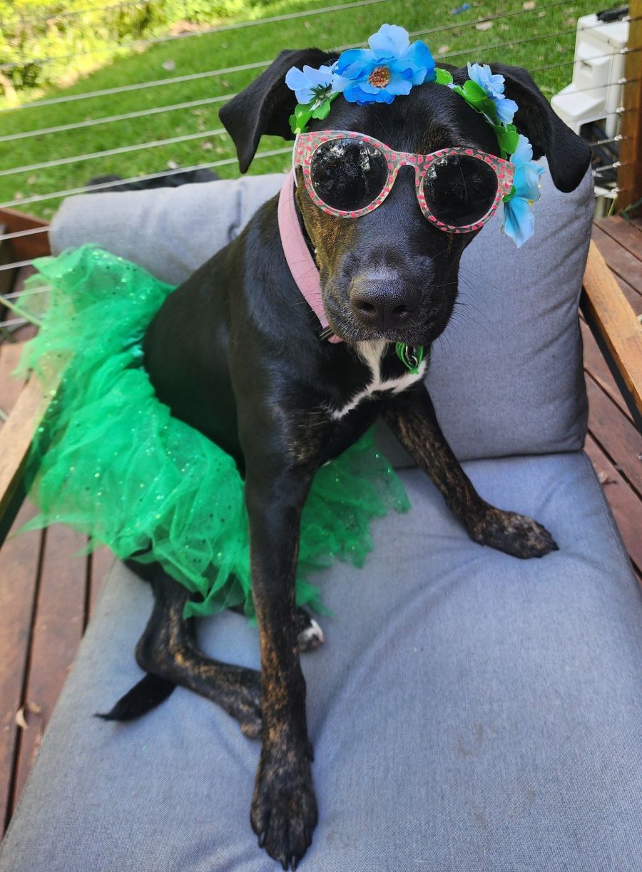 Tiki Animal Rescue - PetRescue