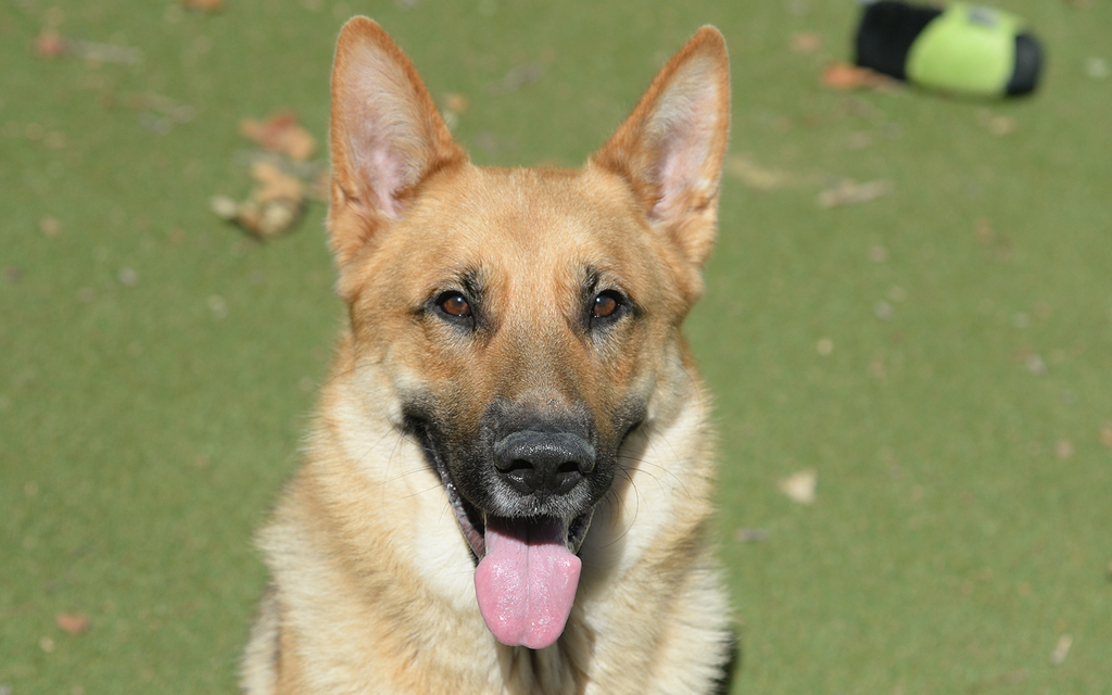 Hunter - Large Male German Shepherd Mix Dog in VIC - PetRescue
