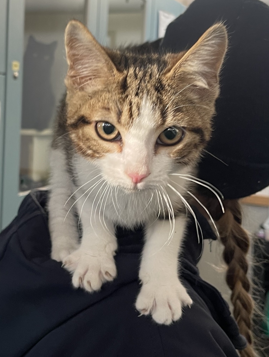Chad - Male Domestic Medium Hair Mix Cat in NSW - PetRescue