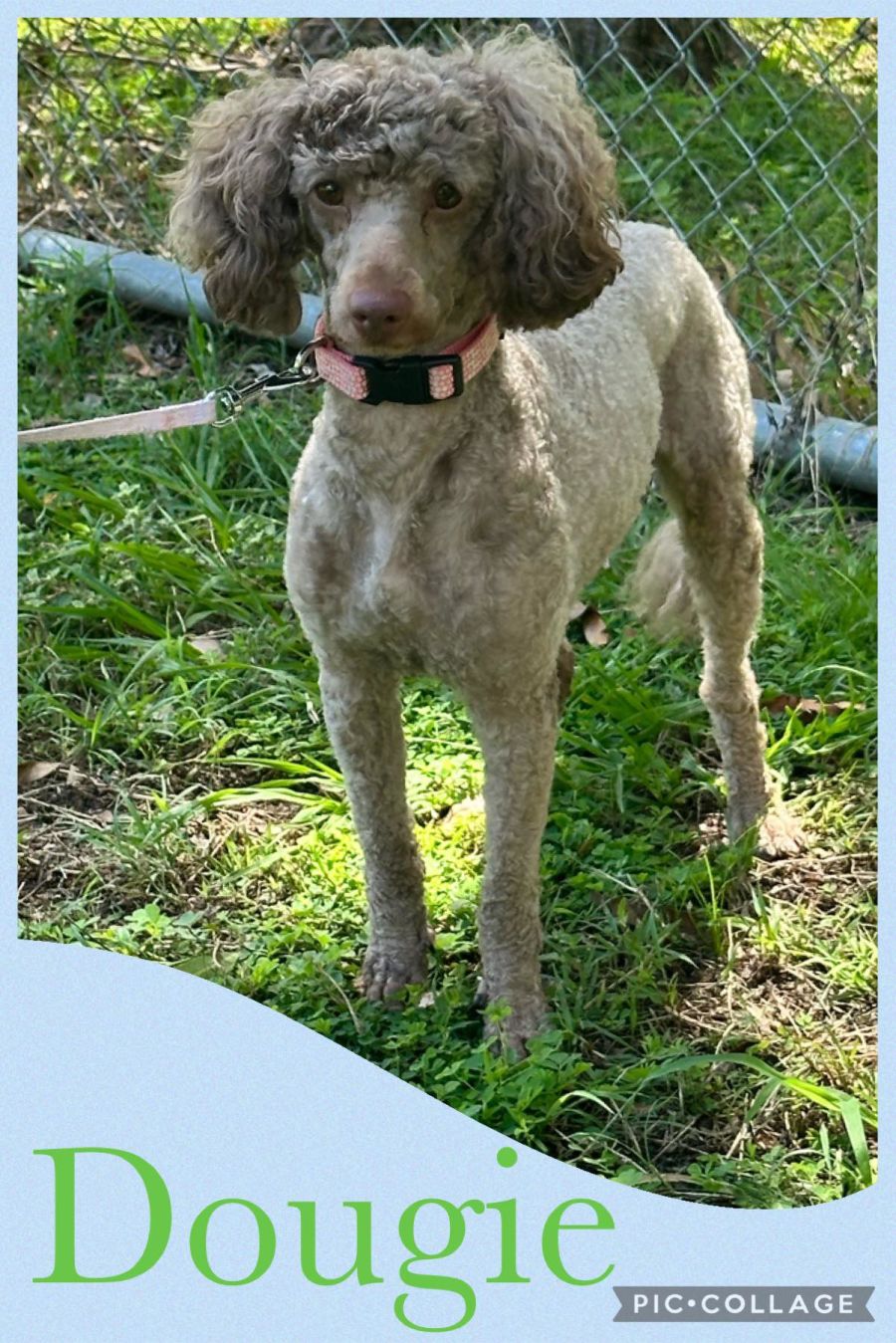 Dougie - Small Male Poodle Dog in QLD - PetRescue
