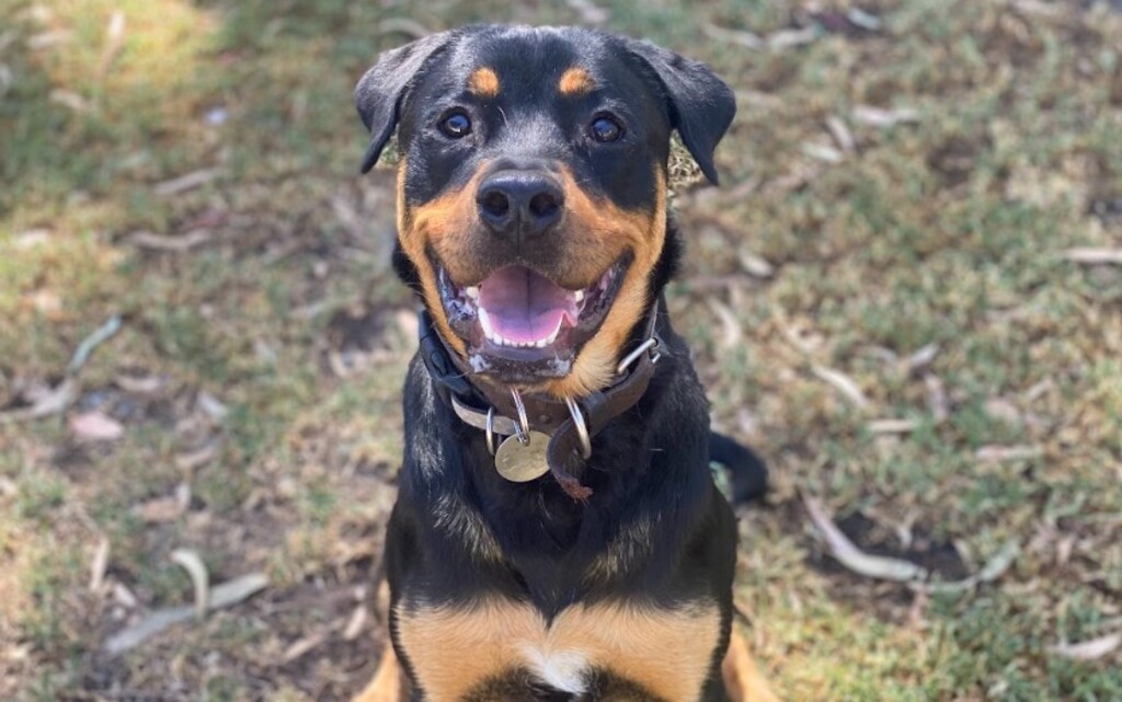 Diesel - Large Male Rottweiler Mix Dog in VIC - PetRescue