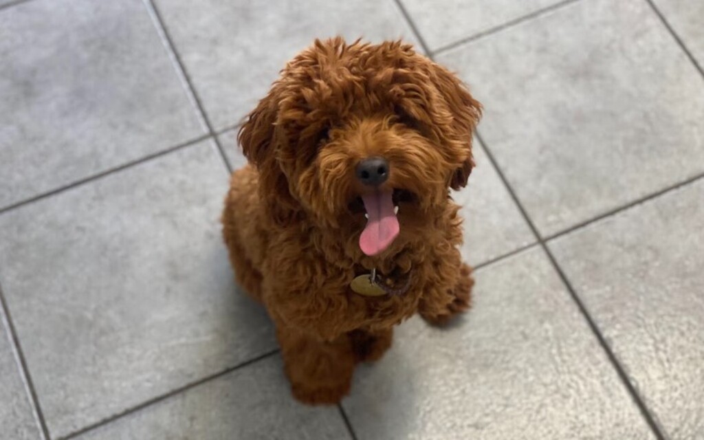 Teddy - Small Male Cavoodle Mix Dog in VIC - PetRescue