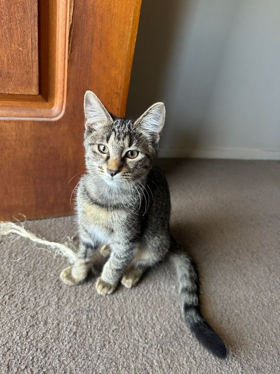 Kooky - Female Domestic Short Hair Cat in VIC - PetRescue