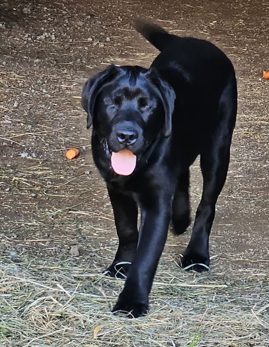 Ziggy - Large Male Labrador Dog in VIC - PetRescue