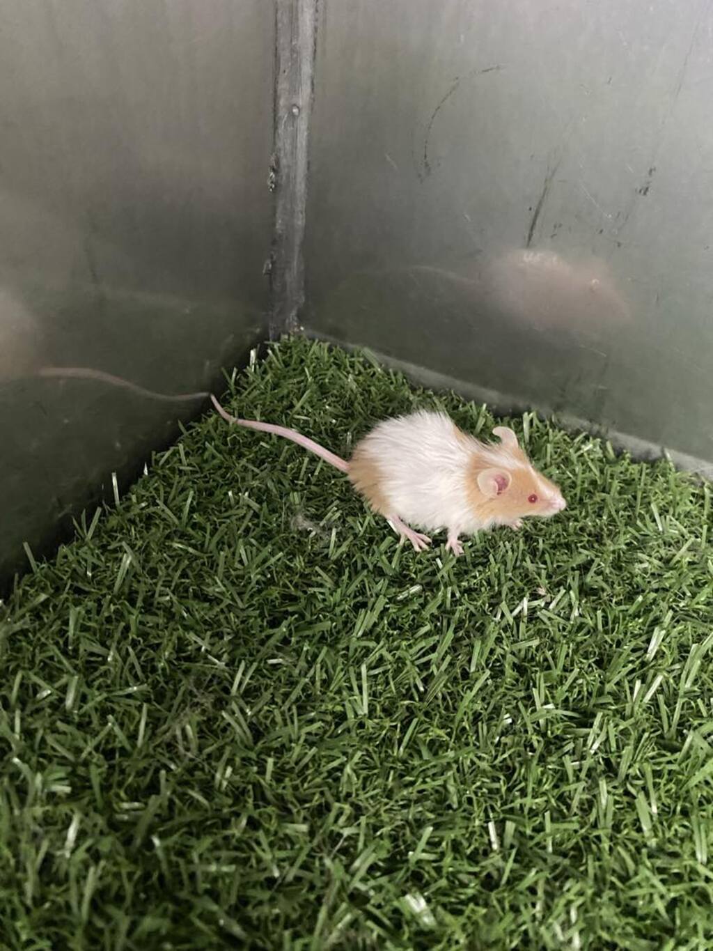 Rapunzel - Female Mouse Mix Rodent in QLD - PetRescue