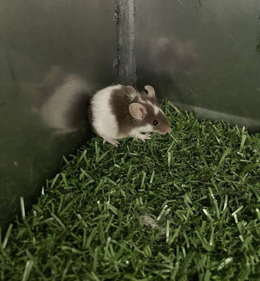 Hamlet - Male Mouse Mix Rodent in QLD - PetRescue