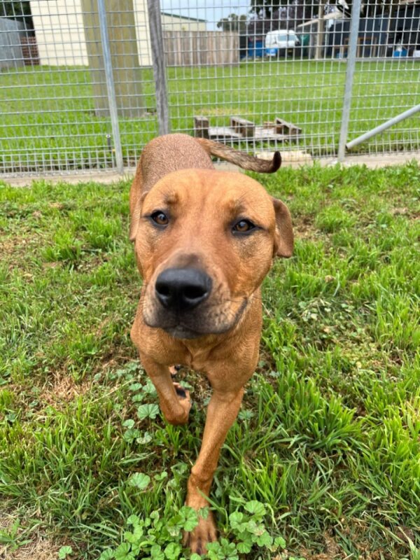 Jaz - Large Female Rhodesian Ridgeback Mix Dog in NSW - PetRescue