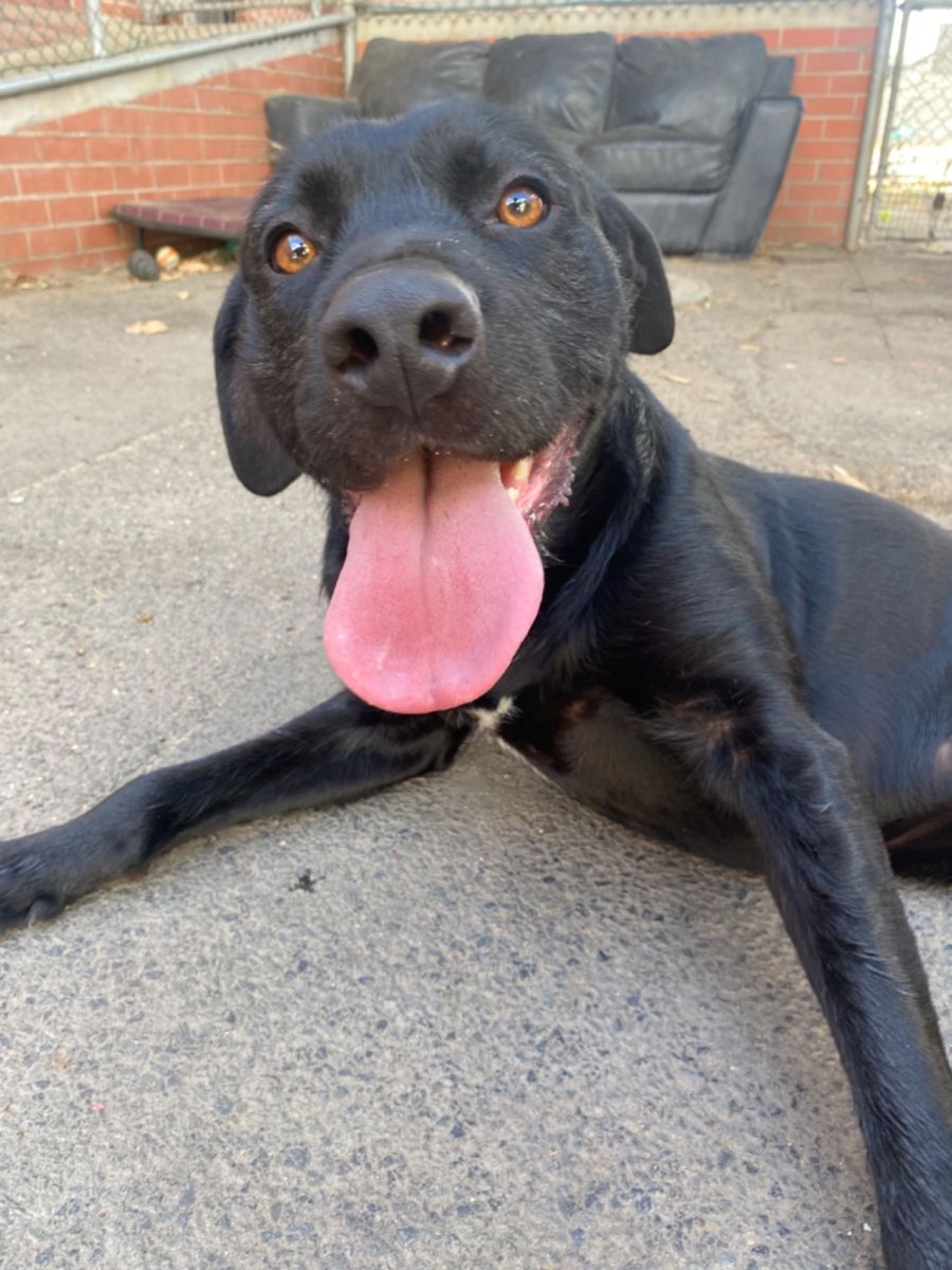 Larry - Large Male Labrador x Bull Arab Mix Dog in VIC - PetRescue