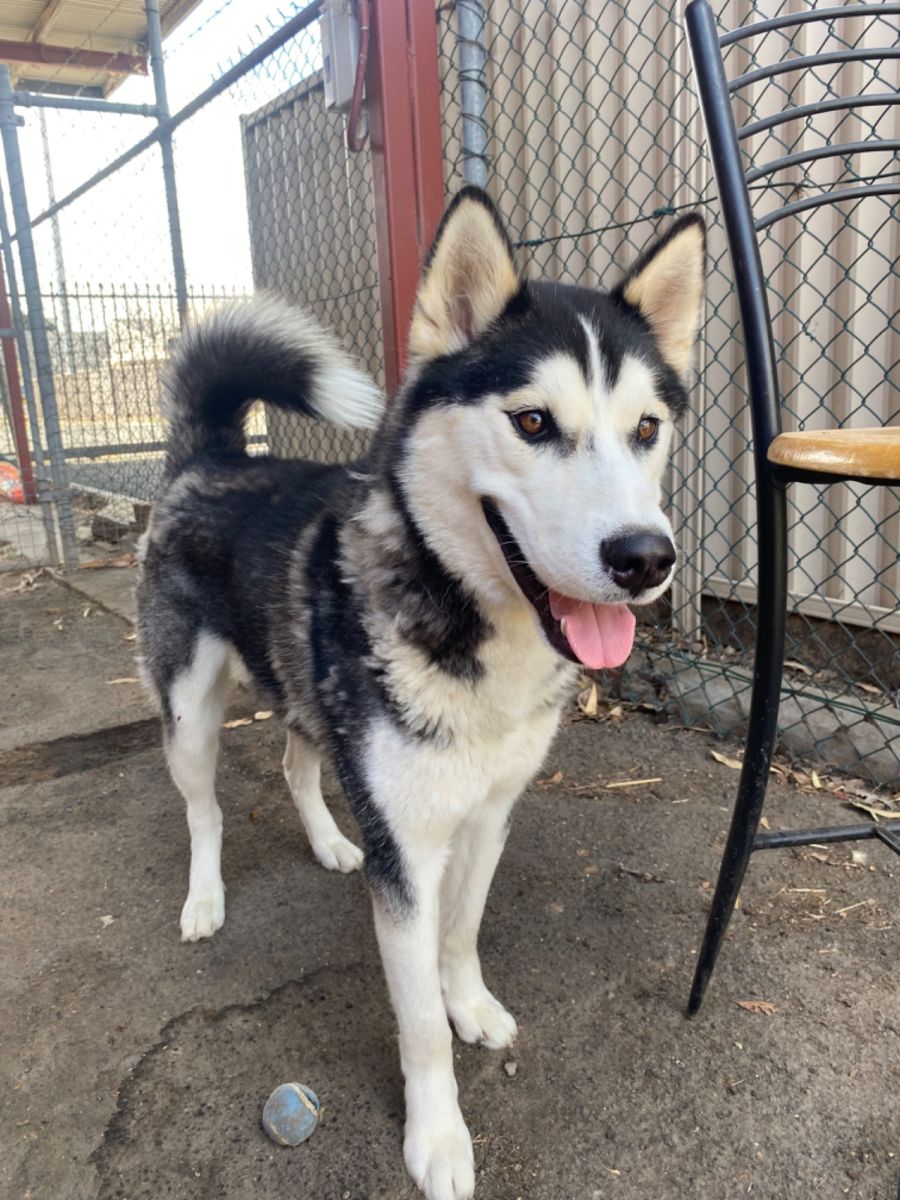 Remi - Large Male Siberian Husky Dog in VIC - PetRescue